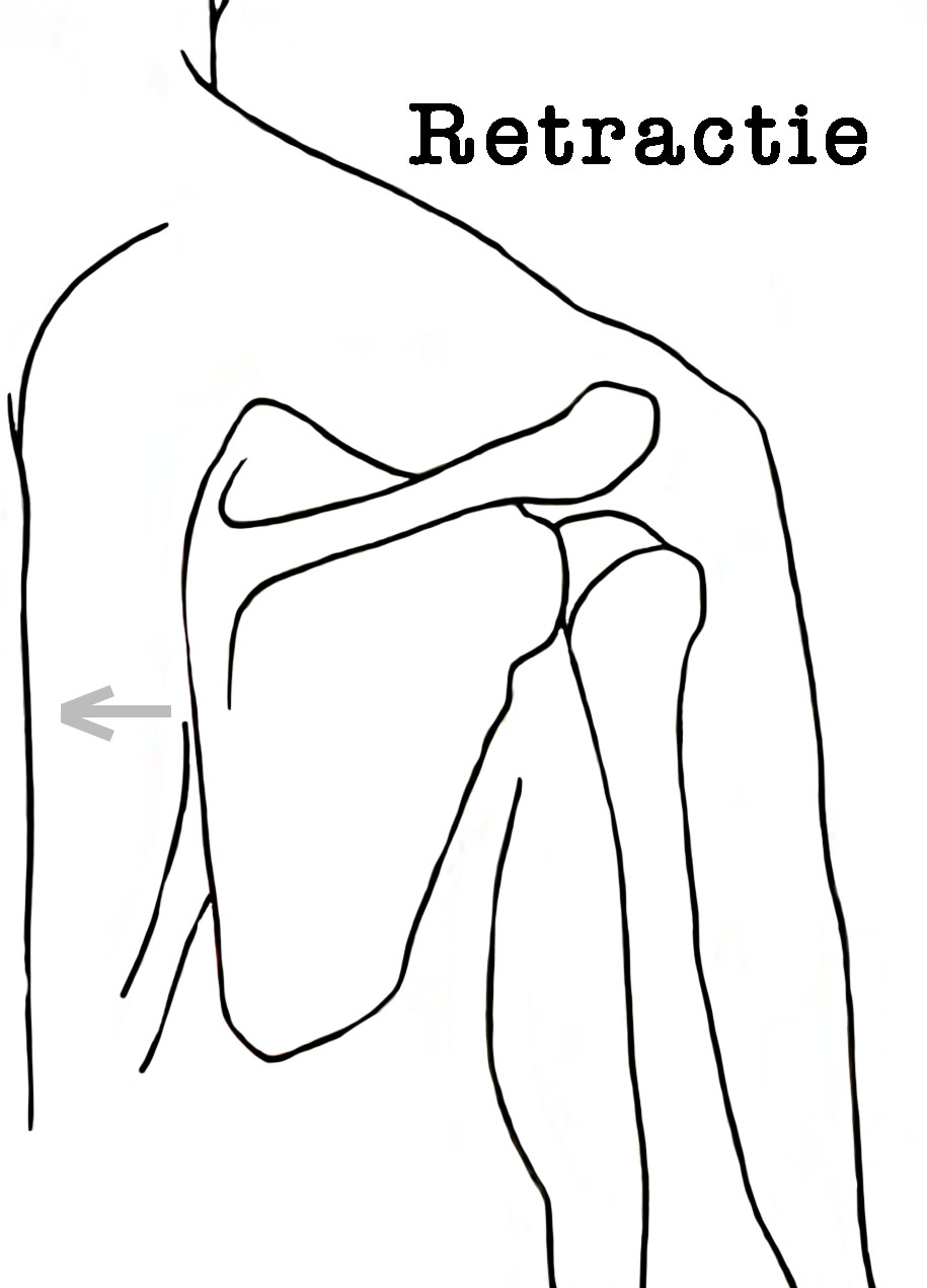 Anatomie van de schouders + oefeningen | Lieneke's Yoga Academy