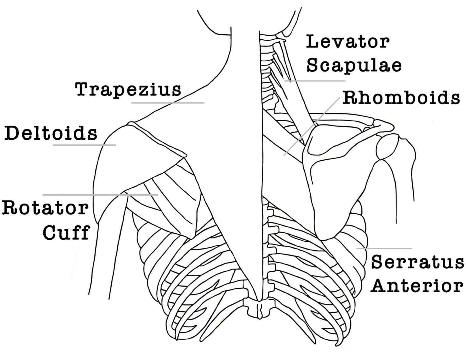 Anatomie van de schouders + oefeningen | Lieneke's Yoga Academy
